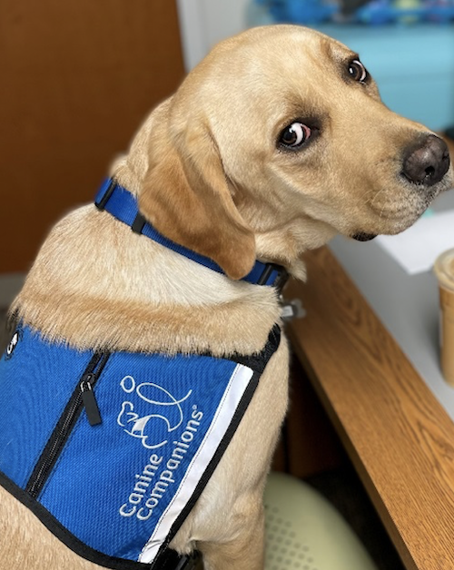 Facility dogs provide support to patients > Beacon Health System
